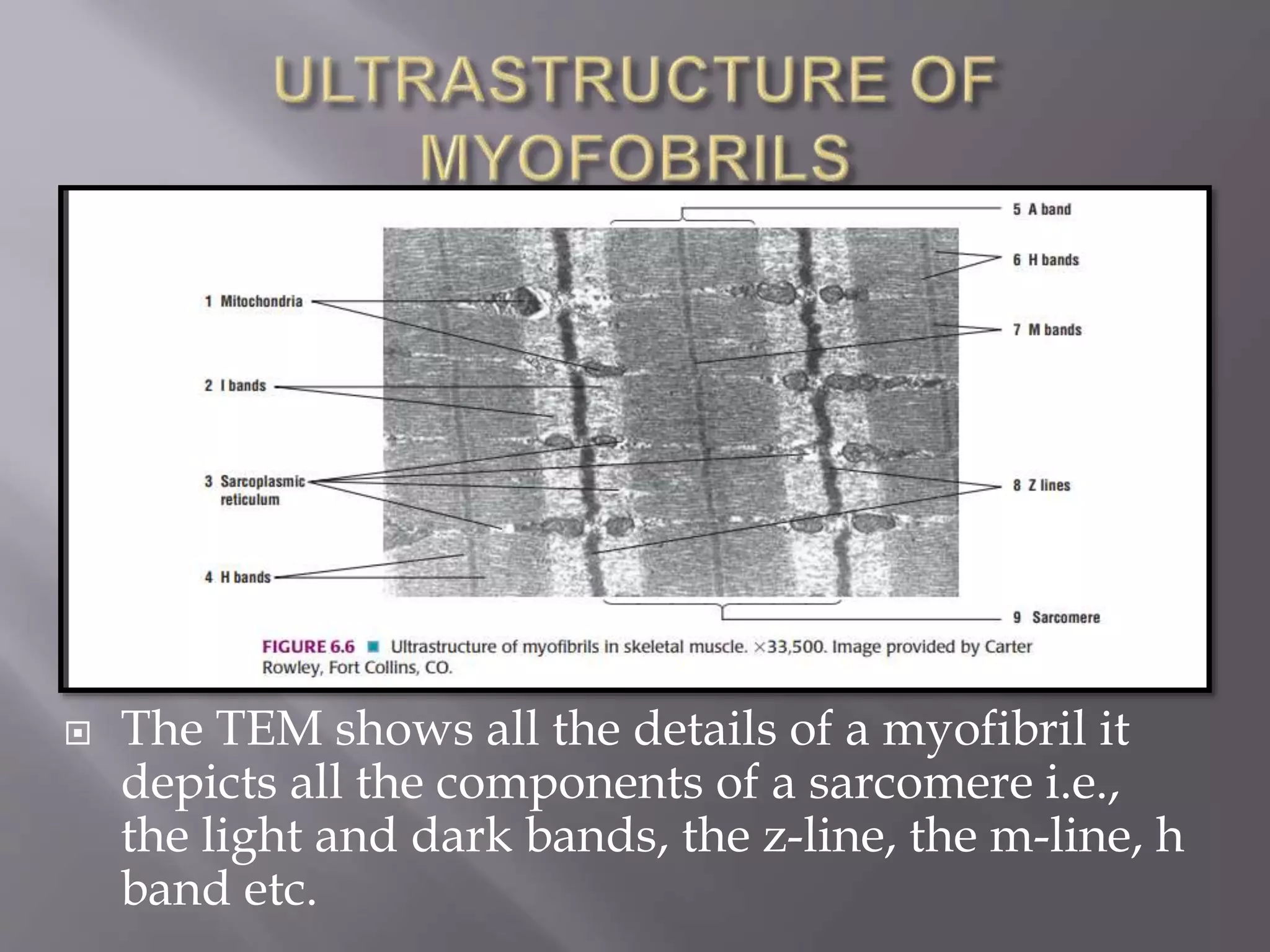 Structure and histology of different types of muscles | PPTX