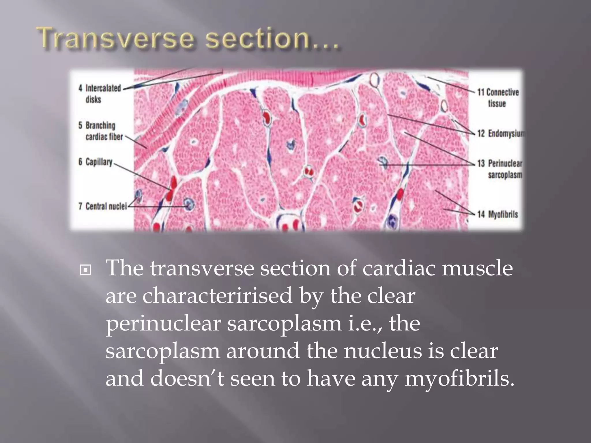 Structure and histology of different types of muscles | PPTX