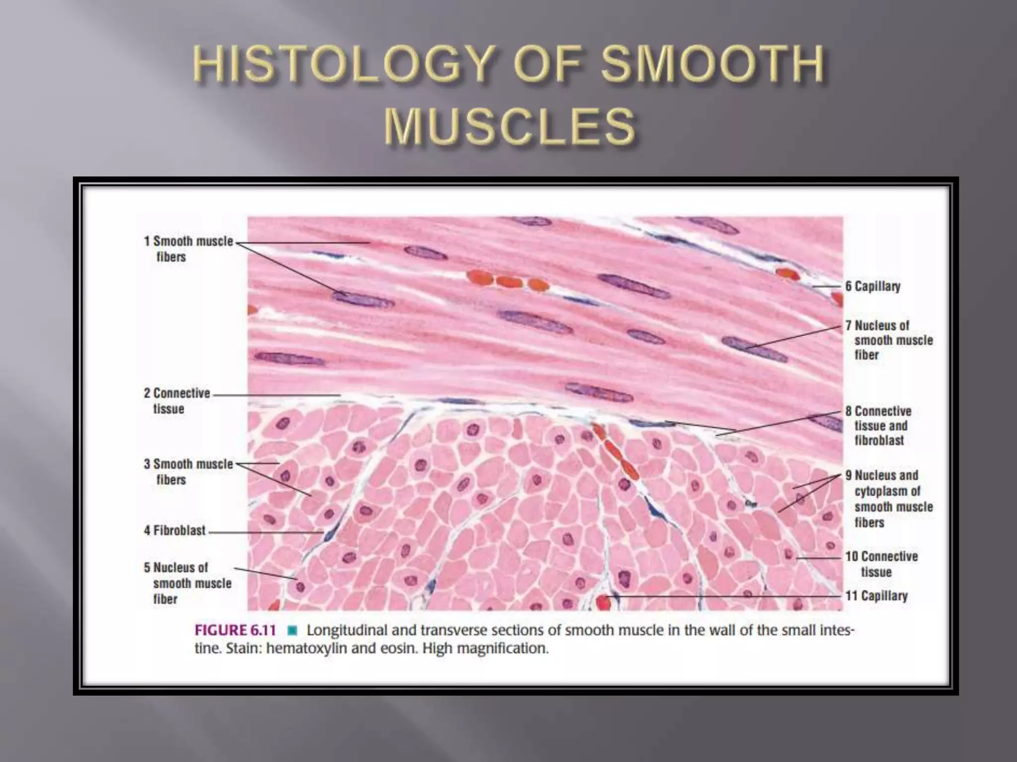 Structure and histology of different types of muscles | PPTX