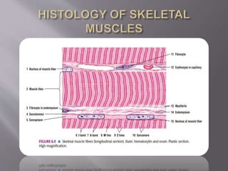 Structure and histology of different types of muscles | PPTX
