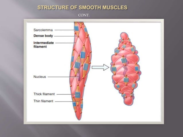 Structure and histology of different types of muscles