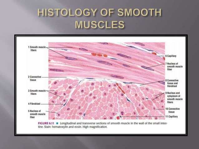 Structure and histology of different types of muscles
