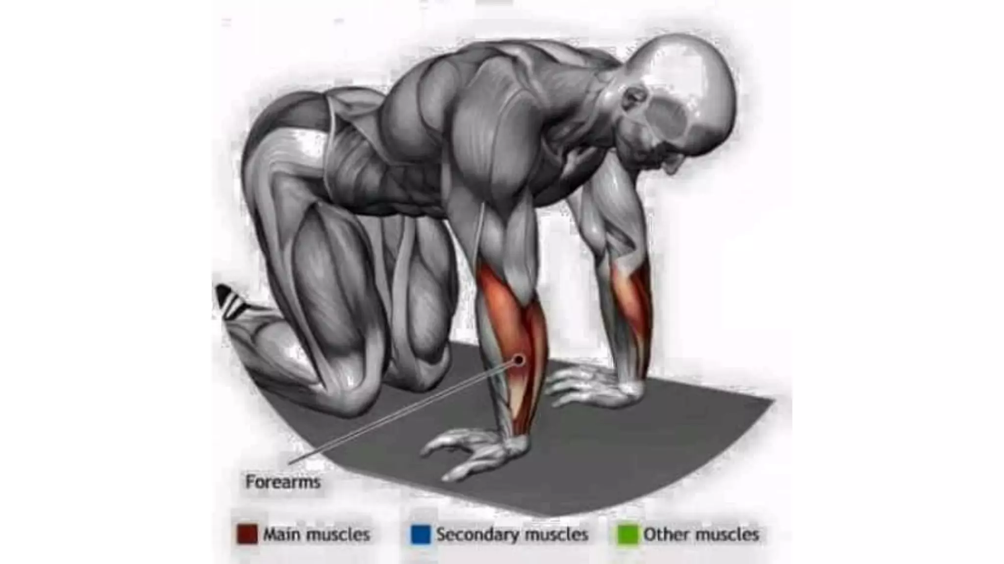 Muscles -A LONG CHART ON IMAGES OF DIFFERENT MUSCLES- Myology ...