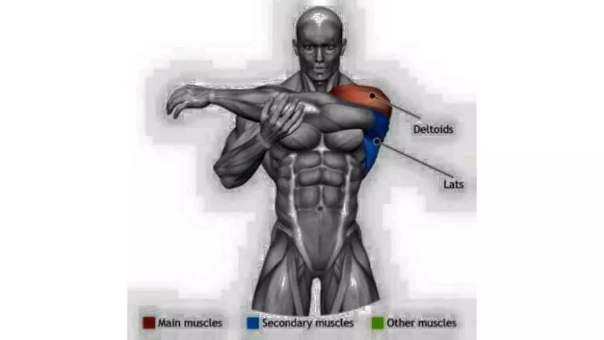 Muscles -A LONG CHART ON IMAGES OF DIFFERENT MUSCLES- Myology ...