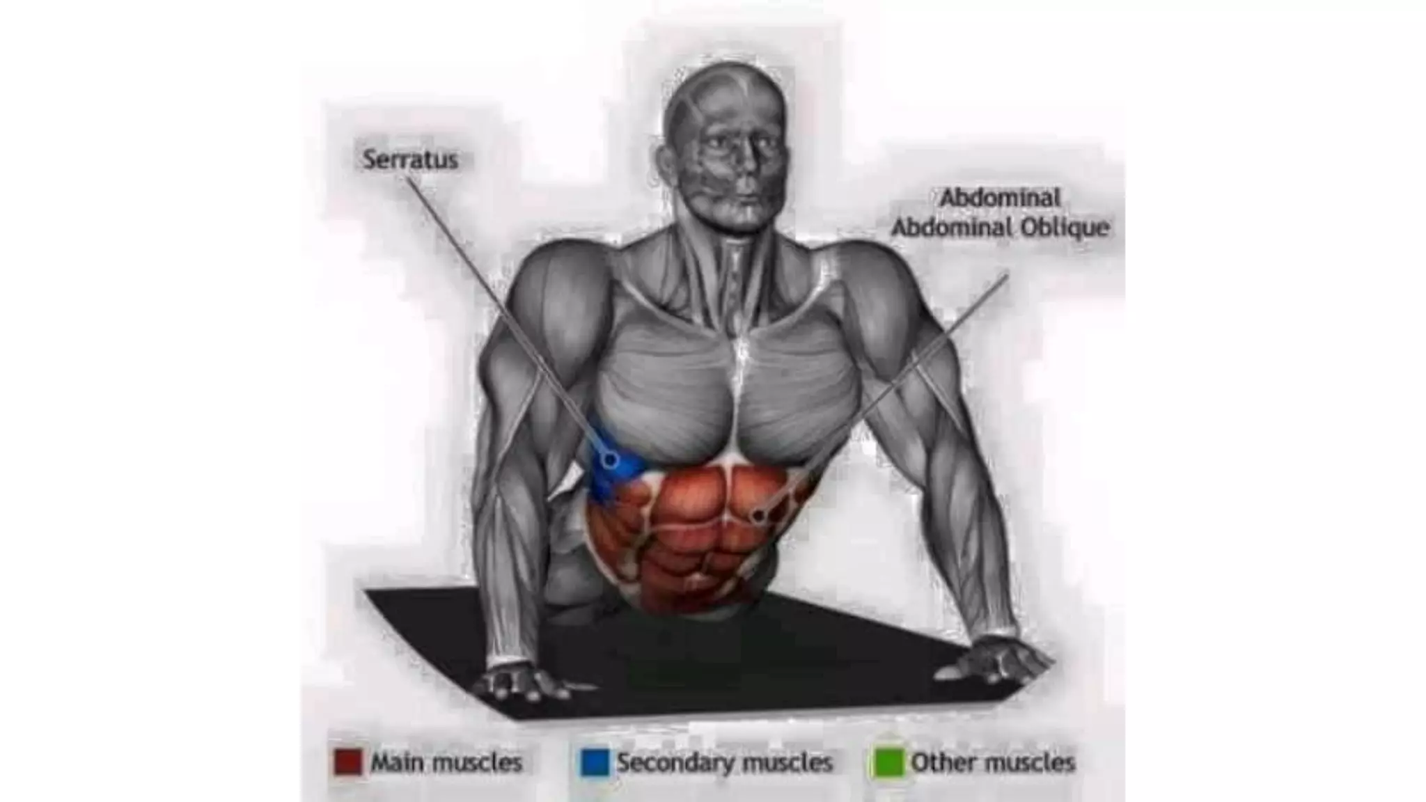 Muscles -A LONG CHART ON IMAGES OF DIFFERENT MUSCLES- Myology ...
