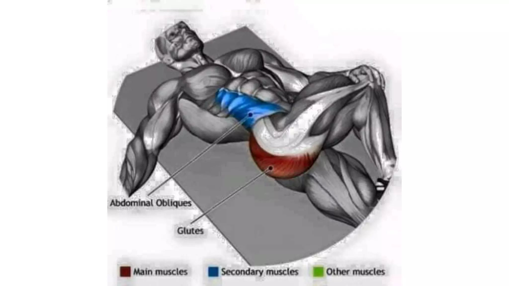 Muscles -A LONG CHART ON IMAGES OF DIFFERENT MUSCLES- Myology ...