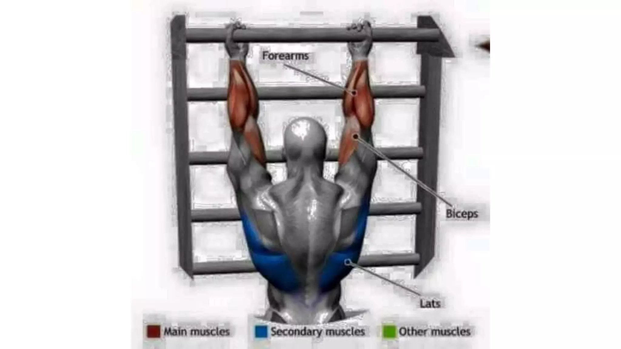 Muscles -A LONG CHART ON IMAGES OF DIFFERENT MUSCLES- Myology ...