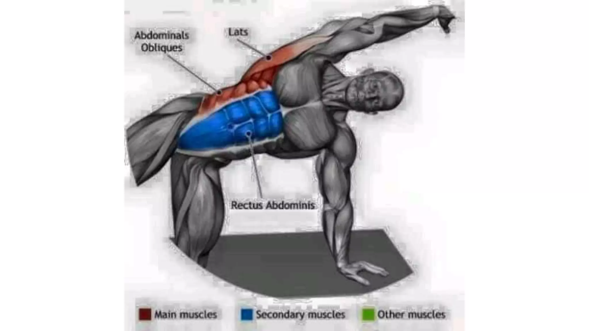 Muscles -A LONG CHART ON IMAGES OF DIFFERENT MUSCLES- Myology ...