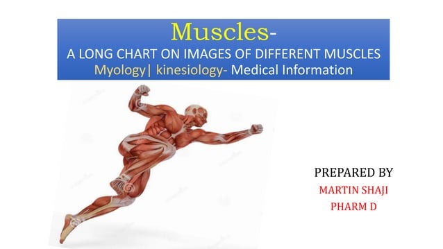 Muscles -A LONG CHART ON IMAGES OF DIFFERENT MUSCLES- Myology ...