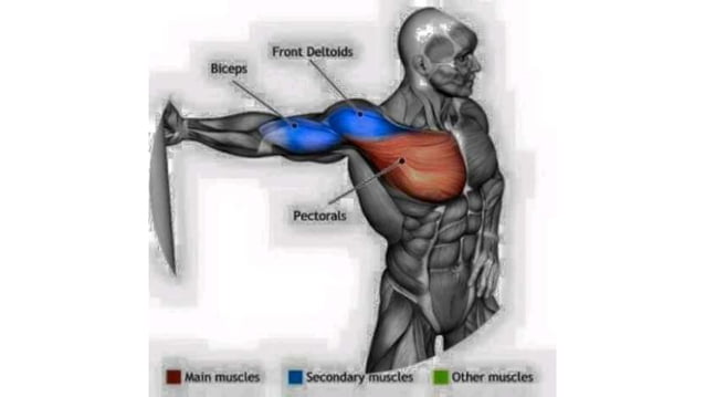Muscles -A LONG CHART ON IMAGES OF DIFFERENT MUSCLES- Myology ...