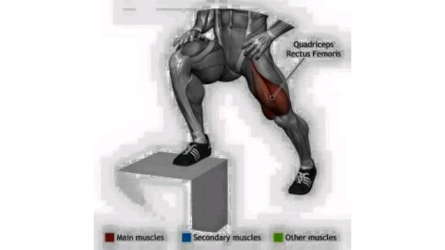 Muscles -A LONG CHART ON IMAGES OF DIFFERENT MUSCLES- Myology ...