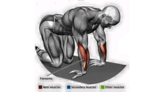 Muscles -A LONG CHART ON IMAGES OF DIFFERENT MUSCLES- Myology ...