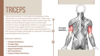 MUSCLES.pdf