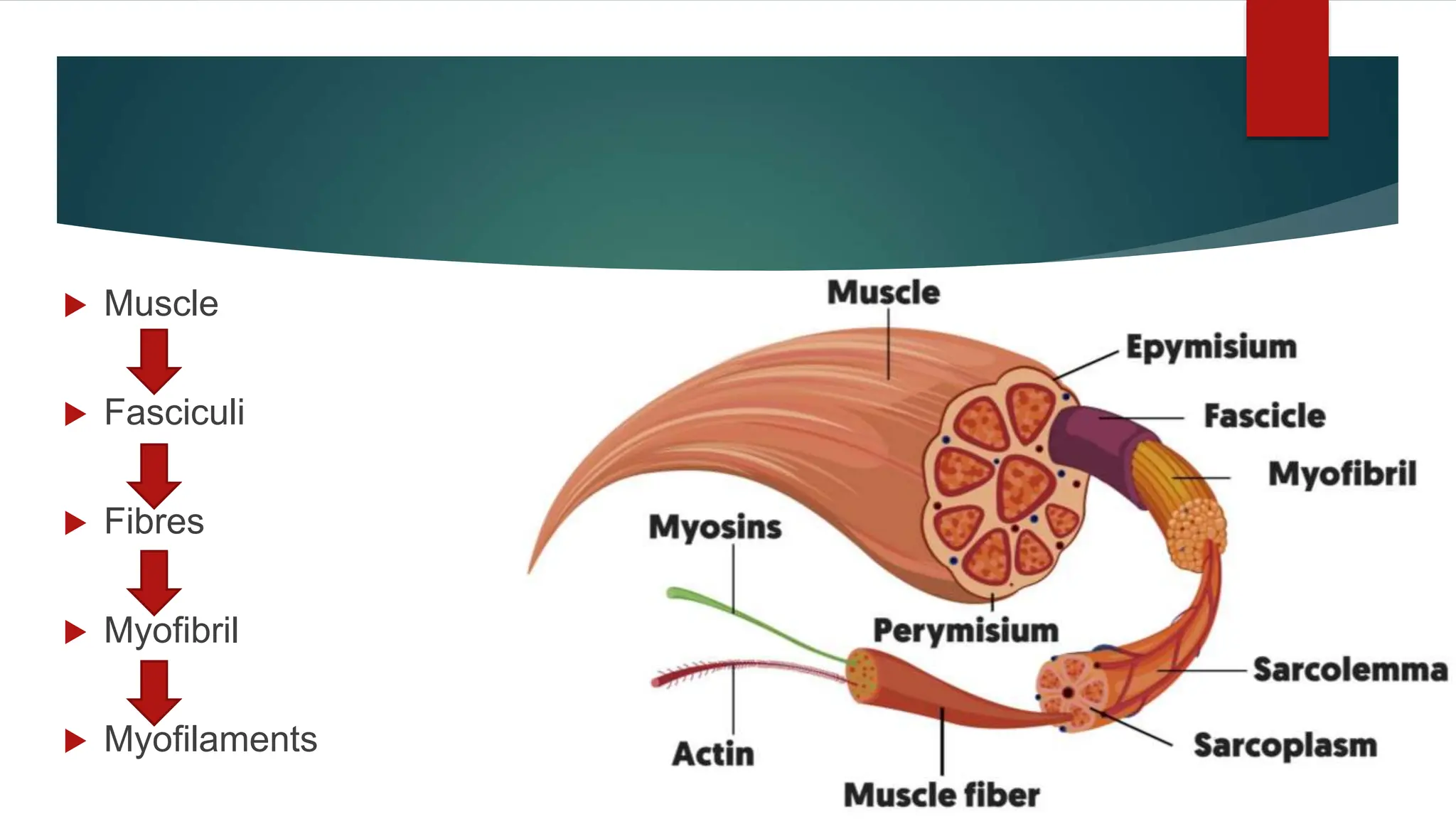 MUSCLES OF HUMAN BODY GENERAL ANATOMY .pptx