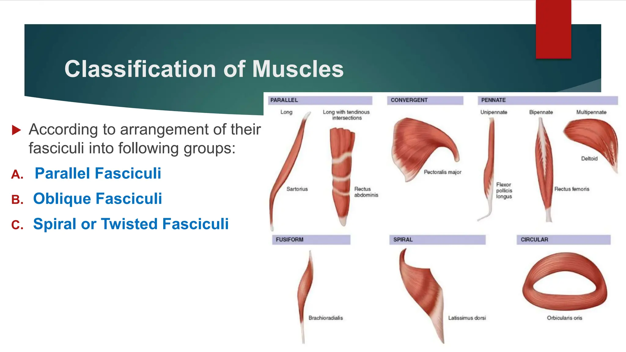 MUSCLES OF HUMAN BODY GENERAL ANATOMY .pptx