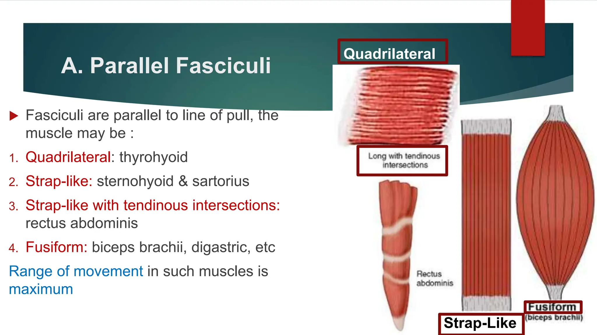 MUSCLES OF HUMAN BODY GENERAL ANATOMY .pptx | Death, Injury, or ...