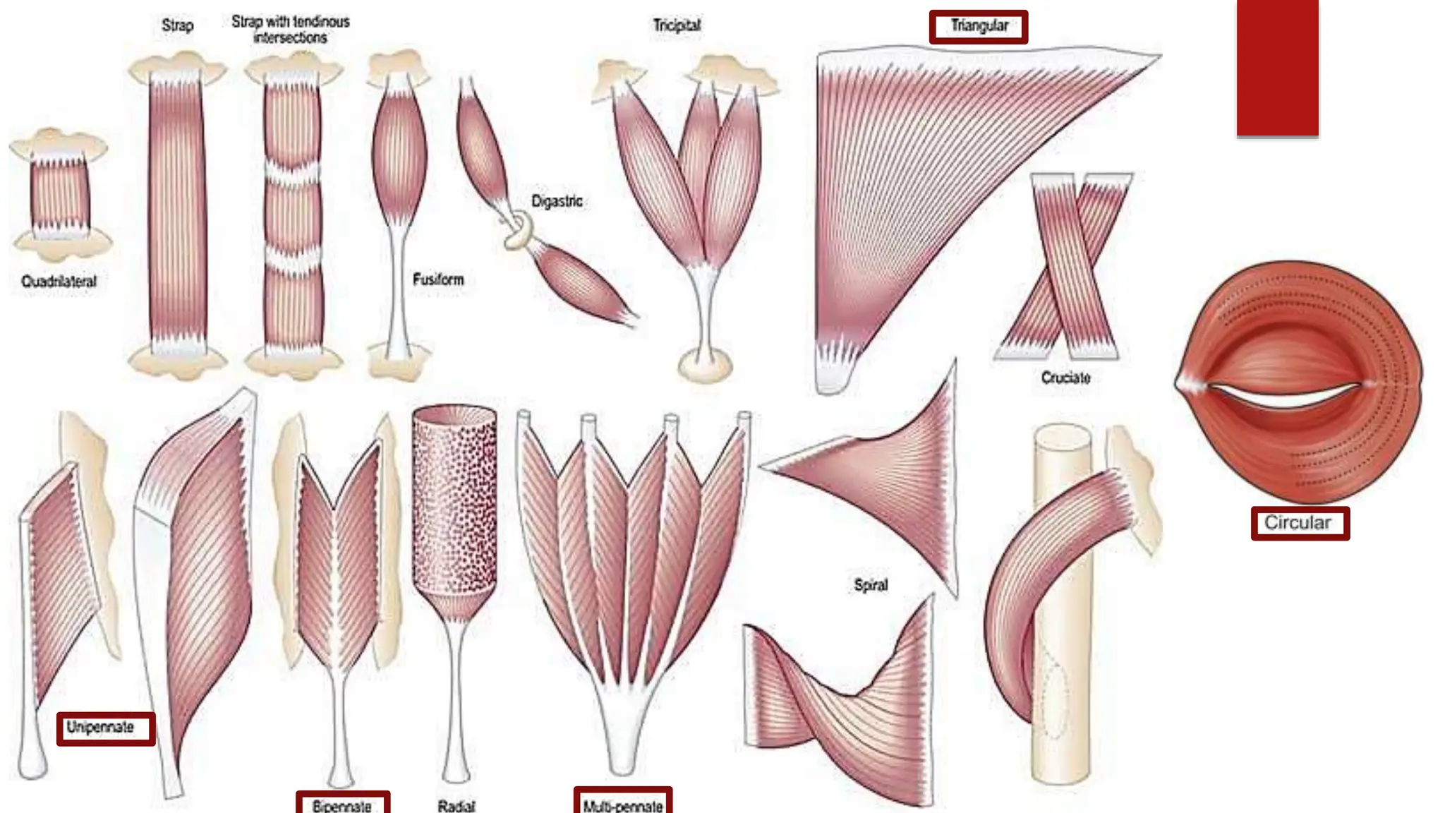 MUSCLES OF HUMAN BODY GENERAL ANATOMY .pptx