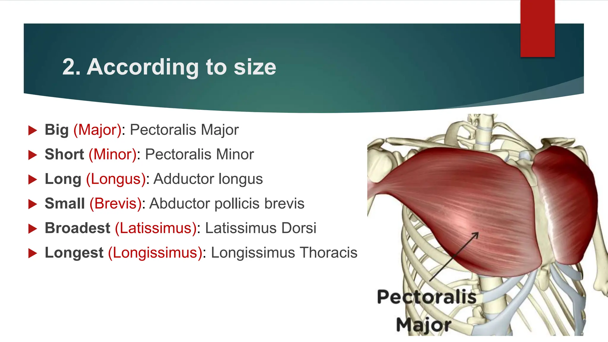 MUSCLES OF HUMAN BODY GENERAL ANATOMY .pptx | Death, Injury, or ...