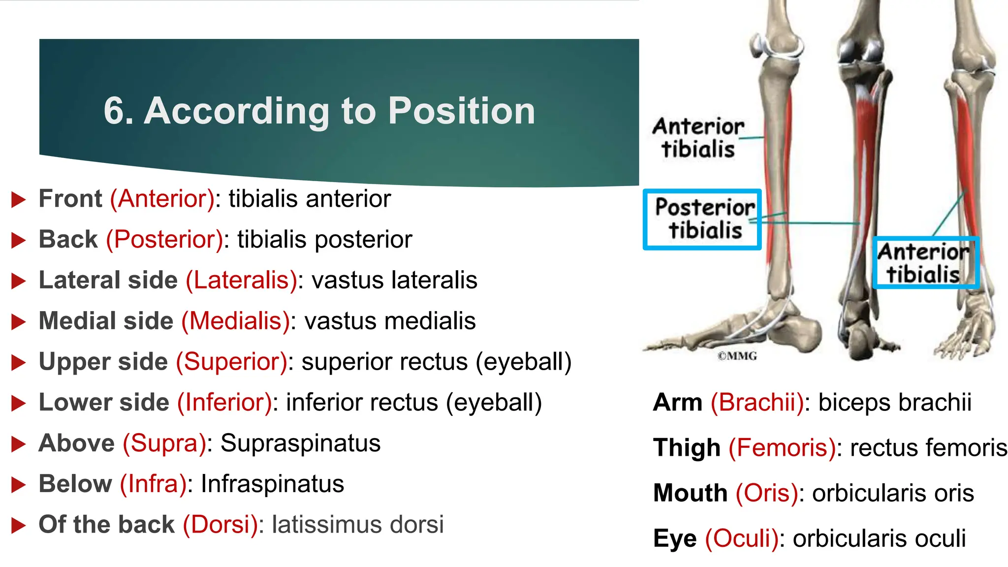 MUSCLES OF HUMAN BODY GENERAL ANATOMY .pptx