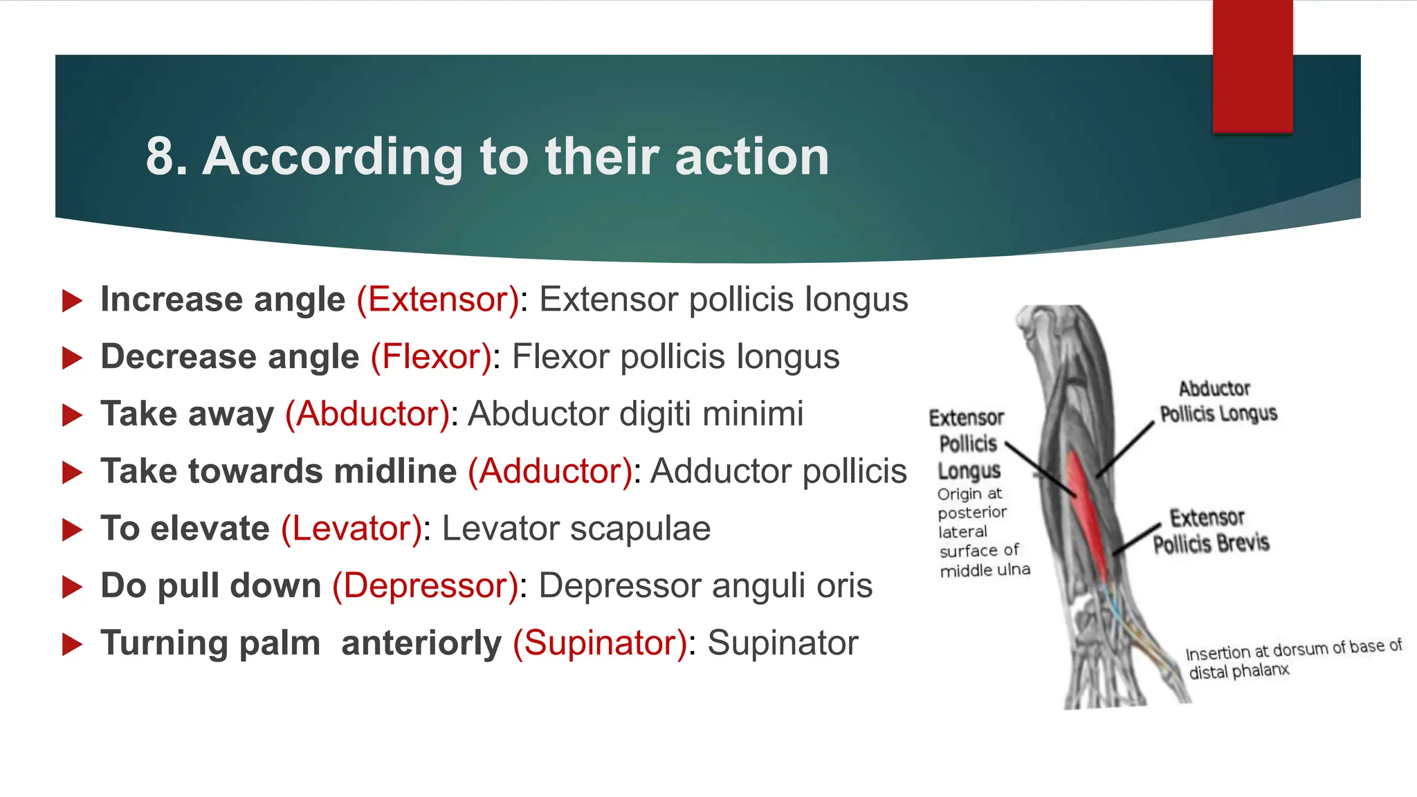 MUSCLES OF HUMAN BODY GENERAL ANATOMY .pptx | Death, Injury, or Military Conflict | Sensitive Topics