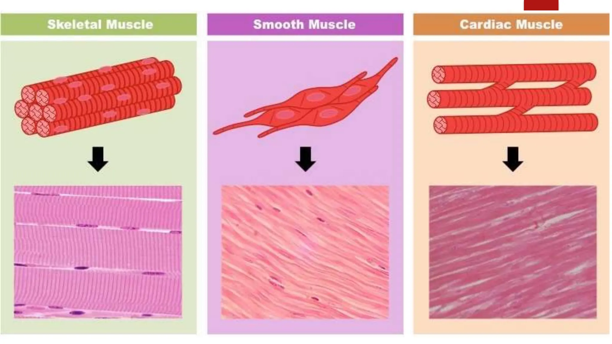 MUSCLES OF HUMAN BODY GENERAL ANATOMY .pptx