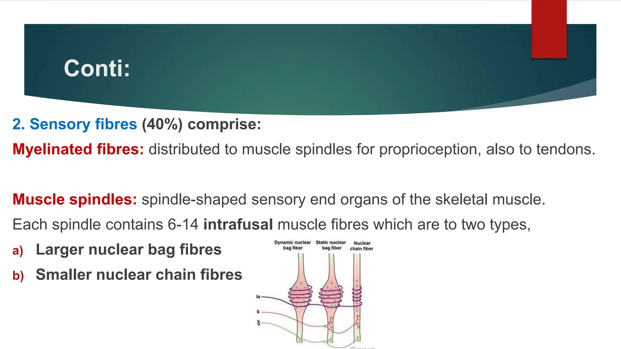MUSCLES OF HUMAN BODY GENERAL ANATOMY .pptx
