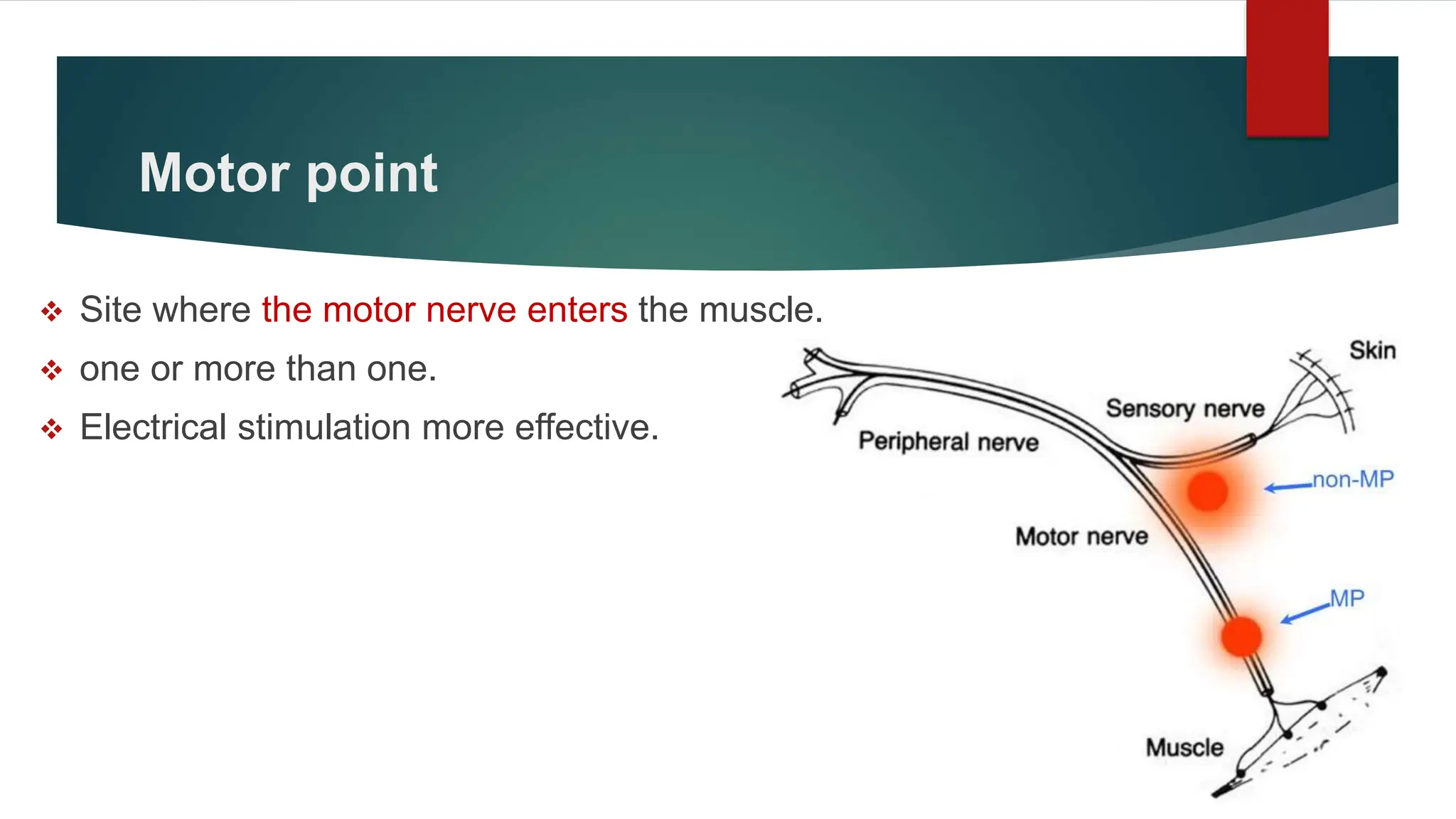 MUSCLES OF HUMAN BODY GENERAL ANATOMY .pptx