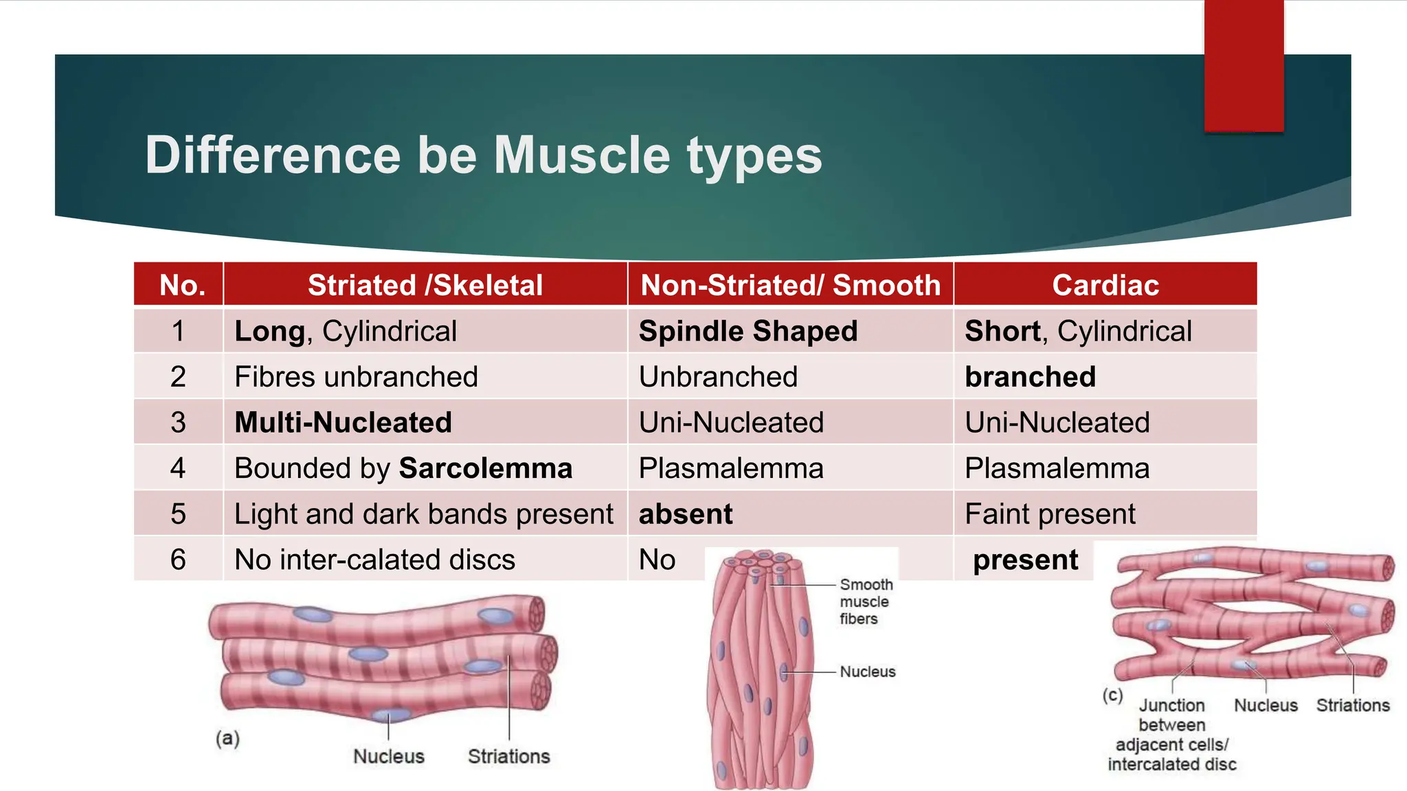 MUSCLES OF HUMAN BODY GENERAL ANATOMY .pptx | Death, Injury, or ...