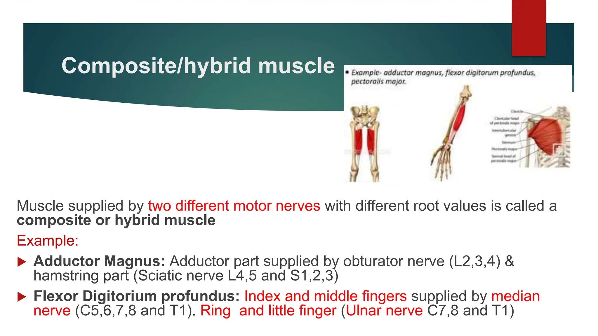 MUSCLES OF HUMAN BODY GENERAL ANATOMY .pptx | Death, Injury, or ...