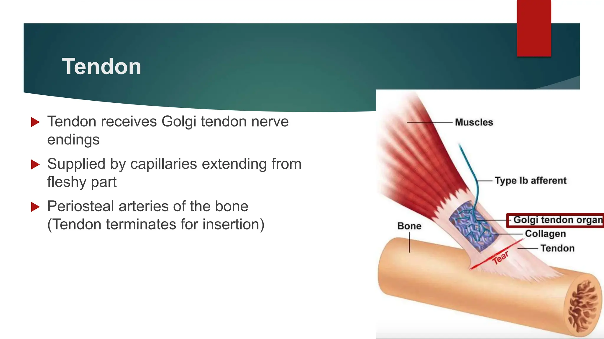 MUSCLES OF HUMAN BODY GENERAL ANATOMY .pptx