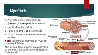 MUSCLES OF HUMAN BODY GENERAL ANATOMY .pptx
