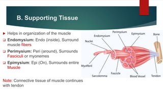 MUSCLES OF HUMAN BODY GENERAL ANATOMY .pptx