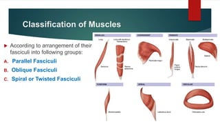 MUSCLES OF HUMAN BODY GENERAL ANATOMY .pptx