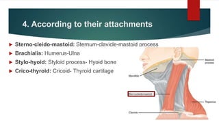 MUSCLES OF HUMAN BODY GENERAL ANATOMY .pptx