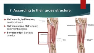 MUSCLES OF HUMAN BODY GENERAL ANATOMY .pptx