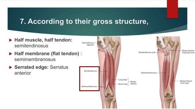 MUSCLES OF HUMAN BODY GENERAL ANATOMY .pptx