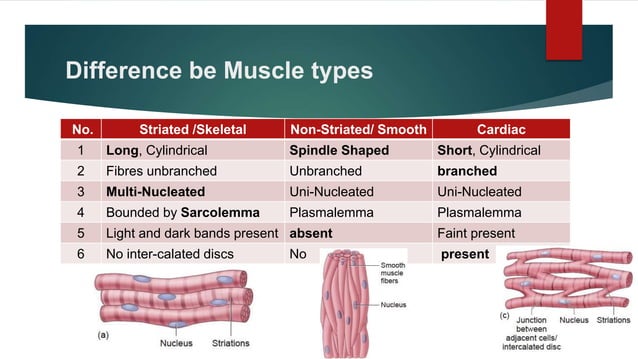 MUSCLES OF HUMAN BODY GENERAL ANATOMY .pptx