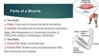 MUSCLES OF HUMAN BODY GENERAL ANATOMY .pptx