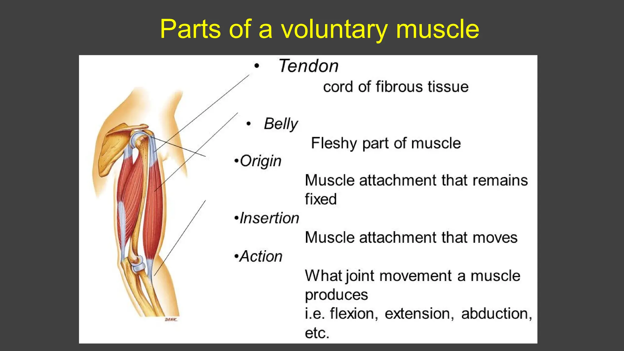 Muscles presentation by Dr ela kinra anatomy | PPTX | Physical Therapy ...