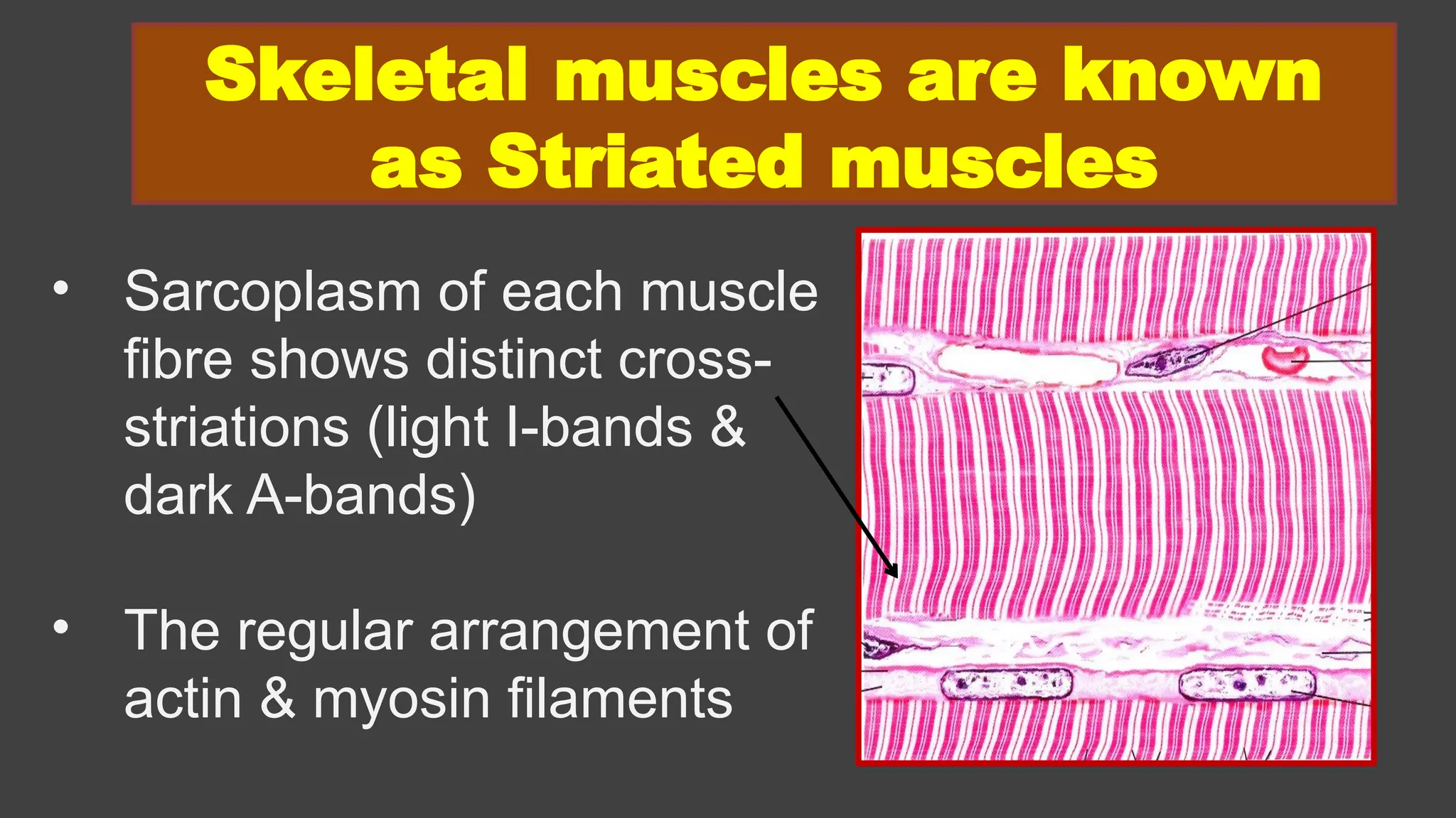 Muscles presentation by Dr ela kinra anatomy | PPTX | Physical Therapy ...
