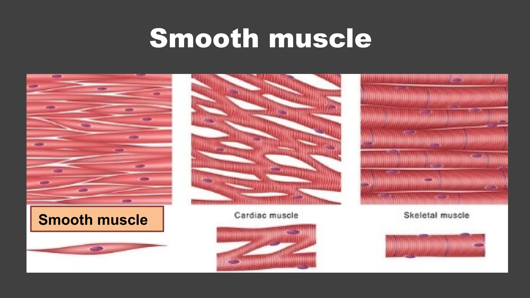 Muscles presentation by Dr ela kinra anatomy | PPTX | Physical Therapy ...