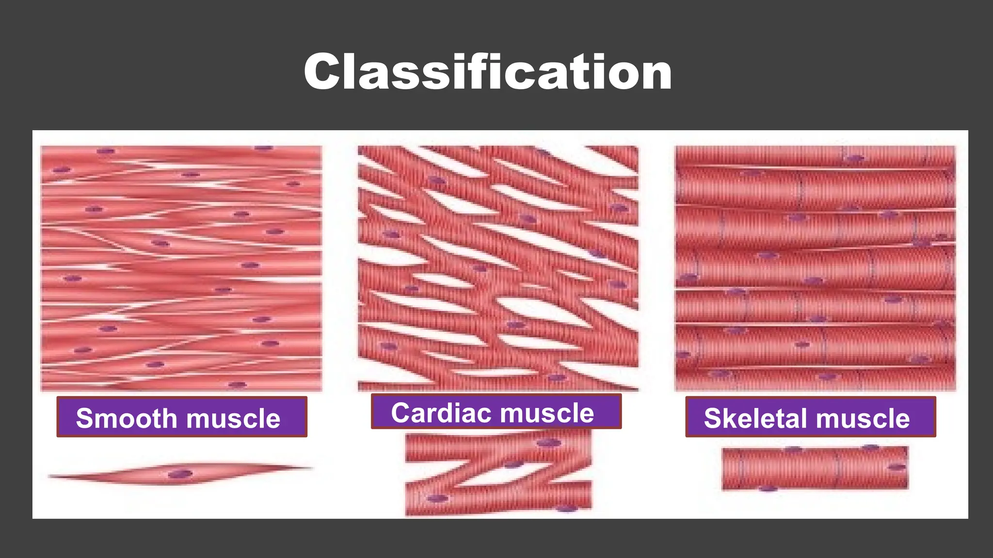 Muscles presentation by Dr ela kinra anatomy | PPTX | Physical Therapy ...