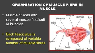Muscles presentation by Dr ela kinra anatomy | PPTX