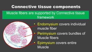 Muscles presentation by Dr ela kinra anatomy | PPTX