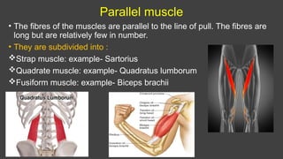 Muscles presentation by Dr ela kinra anatomy | PPTX | Physical Therapy ...