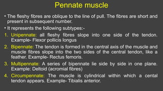 Muscles presentation by Dr ela kinra anatomy | PPTX | Physical Therapy ...