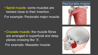 Muscles presentation by Dr ela kinra anatomy | PPTX | Physical Therapy ...