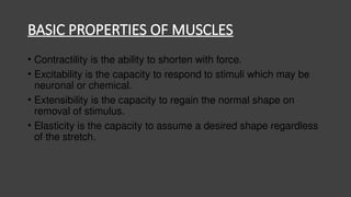 Muscles presentation by Dr ela kinra anatomy | PPTX | Physical Therapy ...