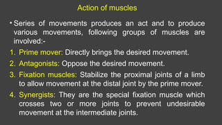 Muscles presentation by Dr ela kinra anatomy | PPTX
