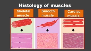 Muscles presentation by Dr ela kinra anatomy | PPTX | Physical Therapy ...